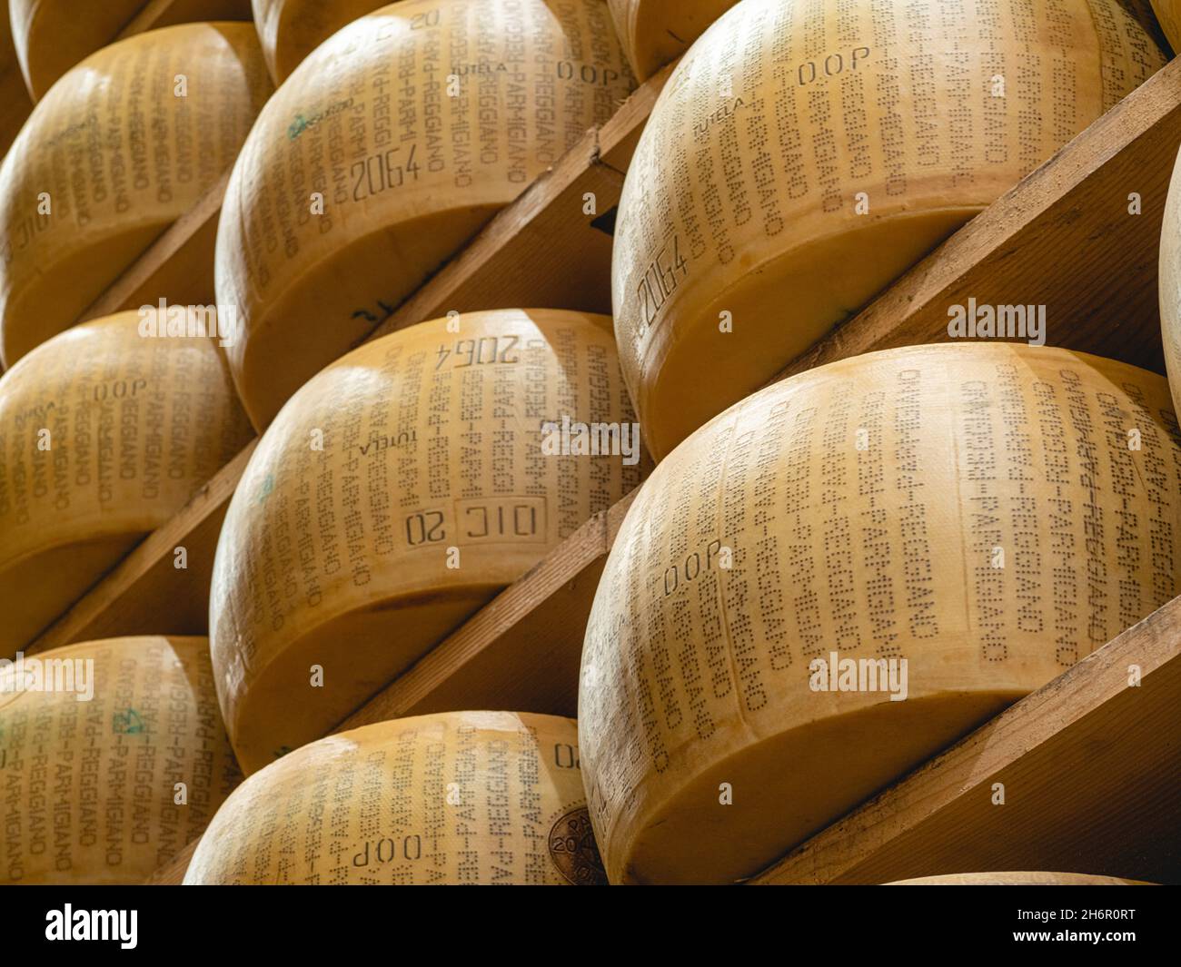 parmesan Parmigiano Reggiano cheese wheel maturing in the diary farm ...