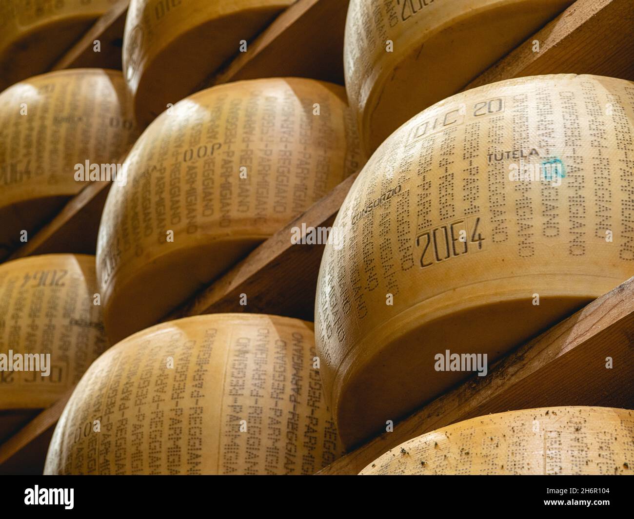 parmesan Parmigiano Reggiano cheese wheel maturing in the diary farm ...