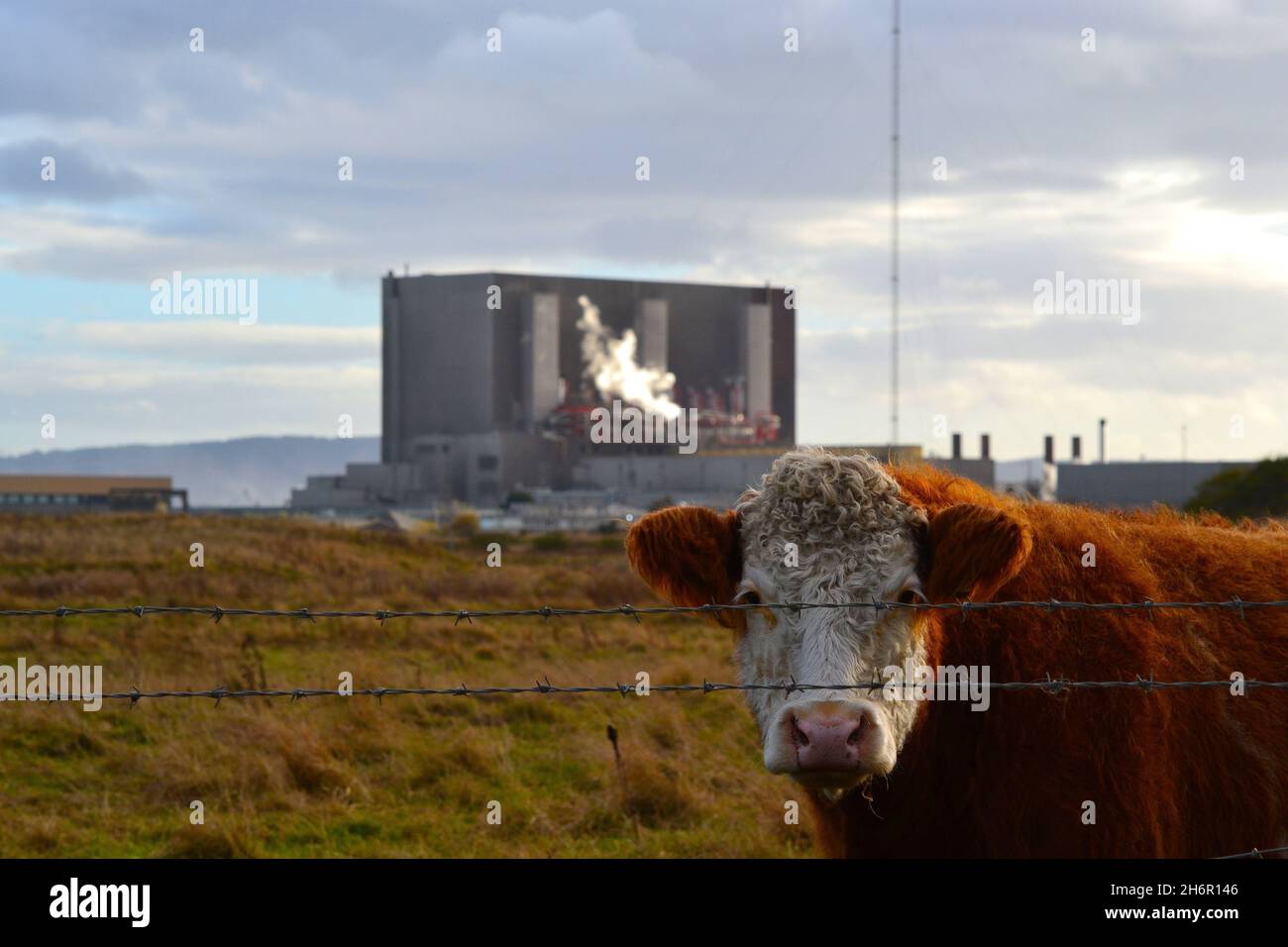 Naturally lit image of a curious cow grazing at North Gare, Seaton ...