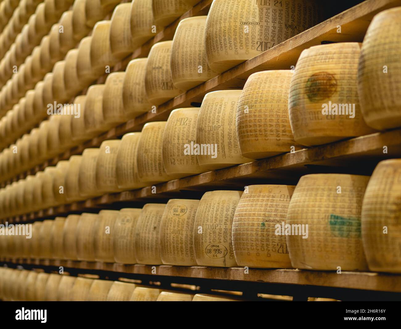 parmesan Parmigiano Reggiano cheese wheel maturing in the diary farm ...
