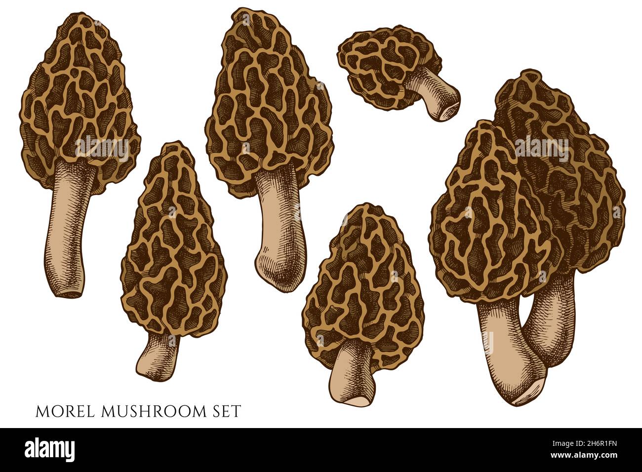 Vector set of hand drawn colored morel mushroom Stock Vector Image ...