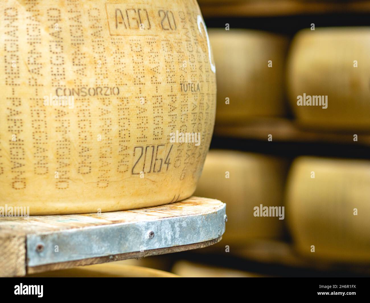parmesan Parmigiano Reggiano cheese wheel maturing in the diary farm ...