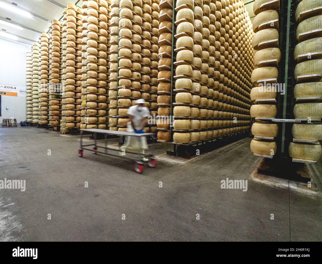 parmesan Parmigiano Reggiano cheese wheel maturing in the diary farm ...