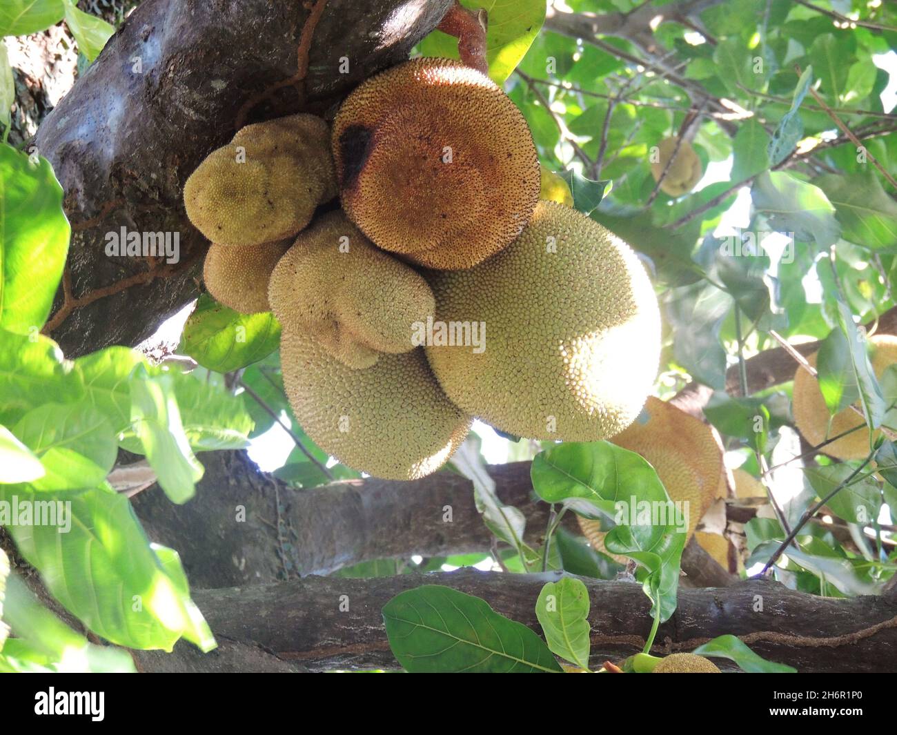 salvador, bahia, brazil - november 12, 2021: Jackfruit fruit is seen in ...