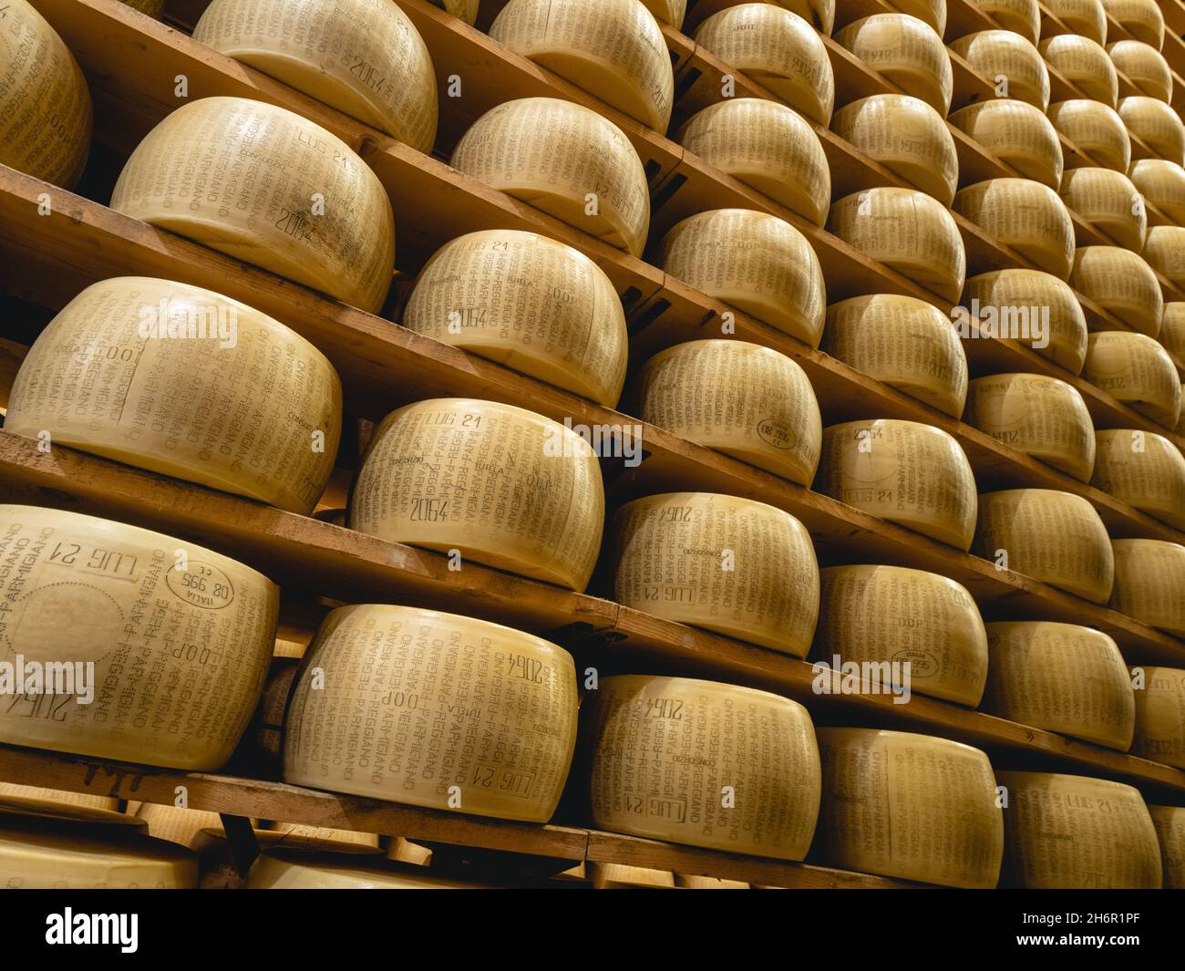 parmesan Parmigiano Reggiano cheese wheel maturing in the diary farm ...