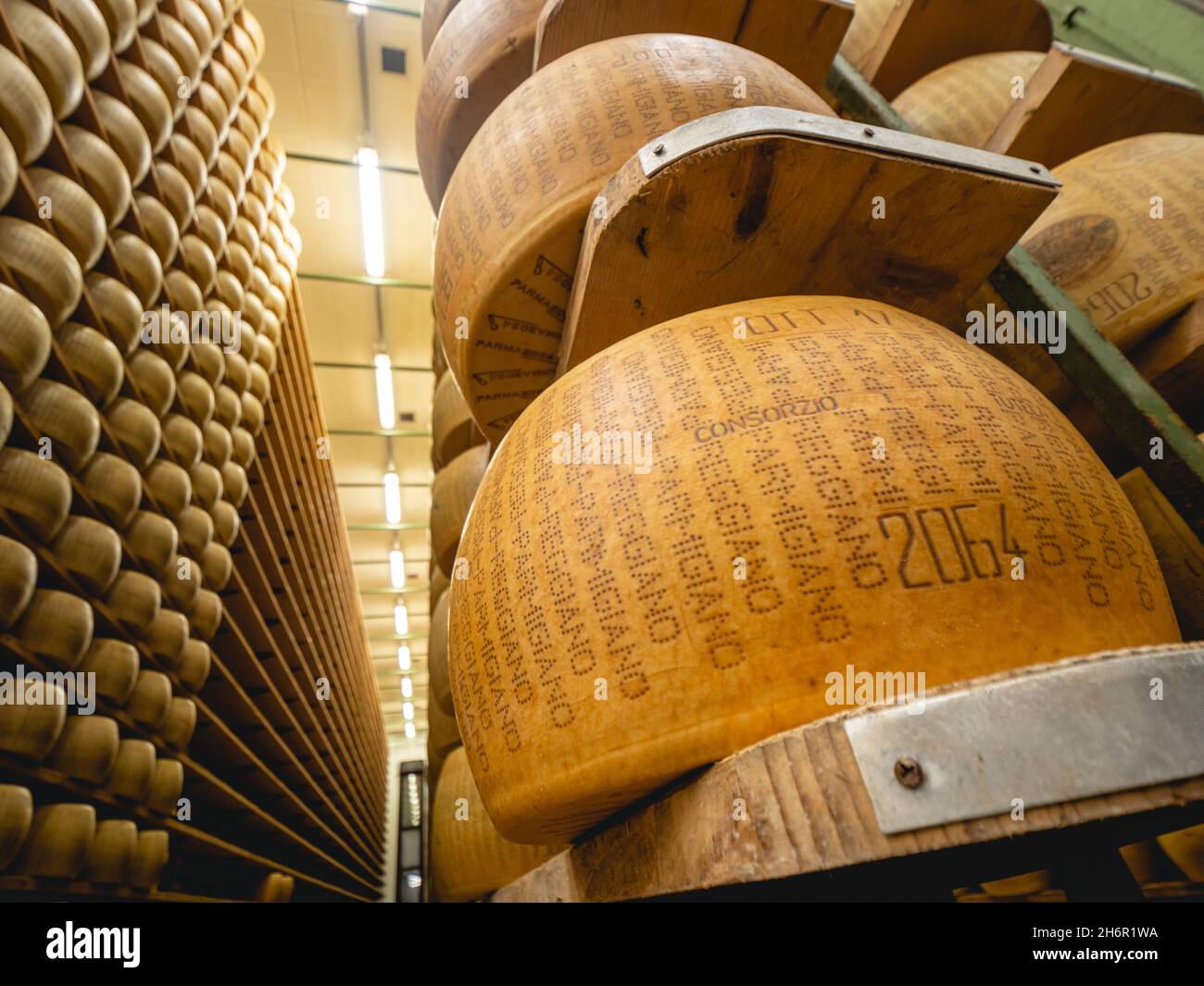 parmesan Parmigiano Reggiano cheese wheel maturing in the diary farm ...