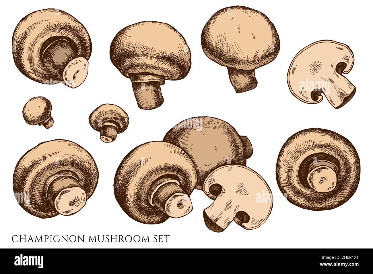 Vector set of hand drawn colored champignon Stock Vector Image & Art ...