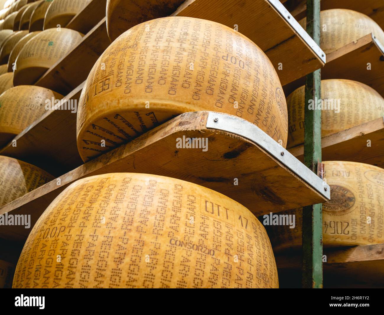 parmesan Parmigiano Reggiano cheese wheel maturing in the diary farm ...