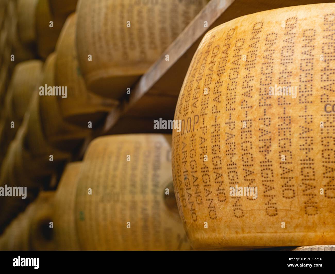 parmesan Parmigiano Reggiano cheese wheel maturing in the diary farm ...