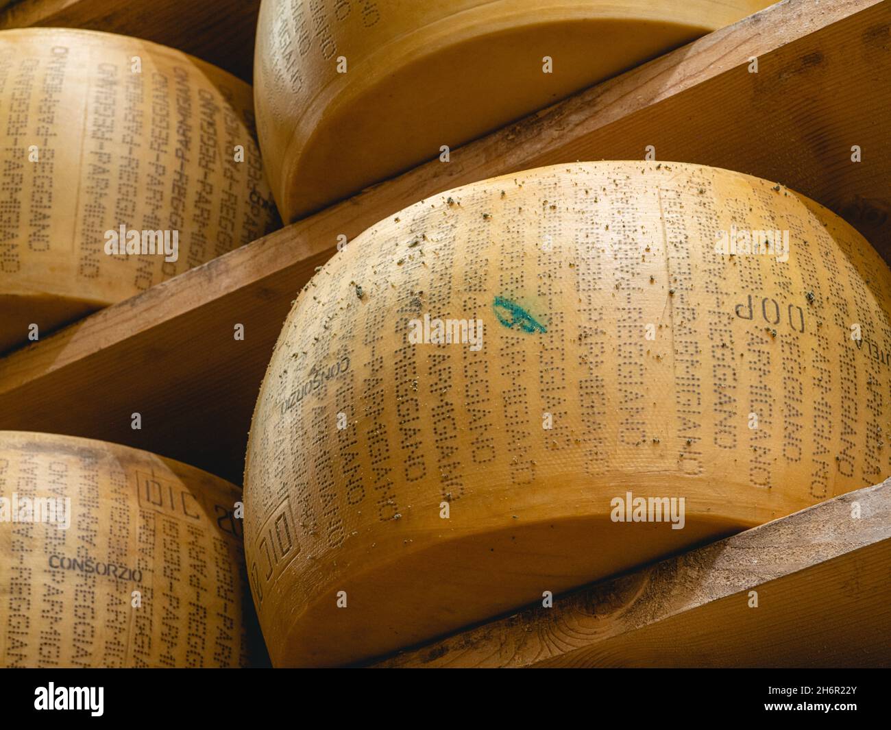 parmesan Parmigiano Reggiano cheese wheel maturing in the diary farm ...