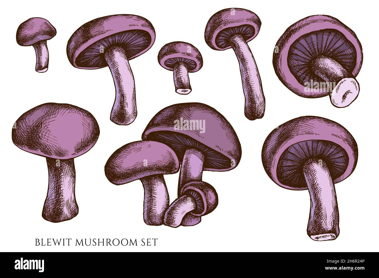 Vector set of hand drawn colored blewit Stock Vector Image & Art - Alamy