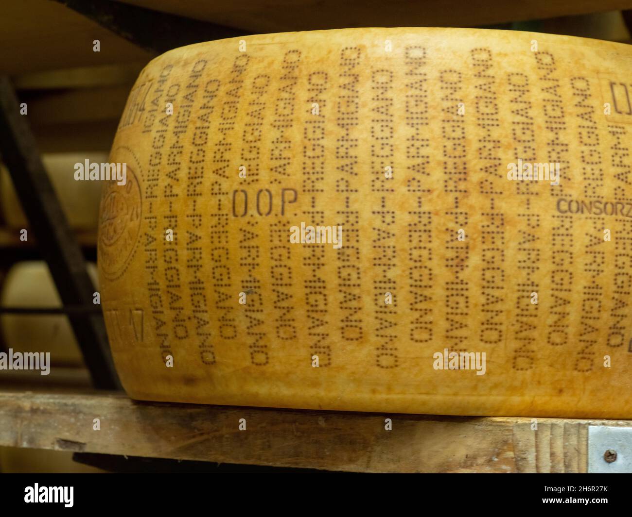 parmesan Parmigiano Reggiano cheese wheel maturing in the diary farm ...