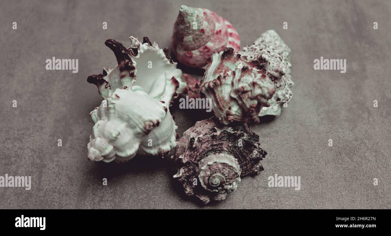 Old weathered conch shell background. Tropical sea conch wallpaper ...