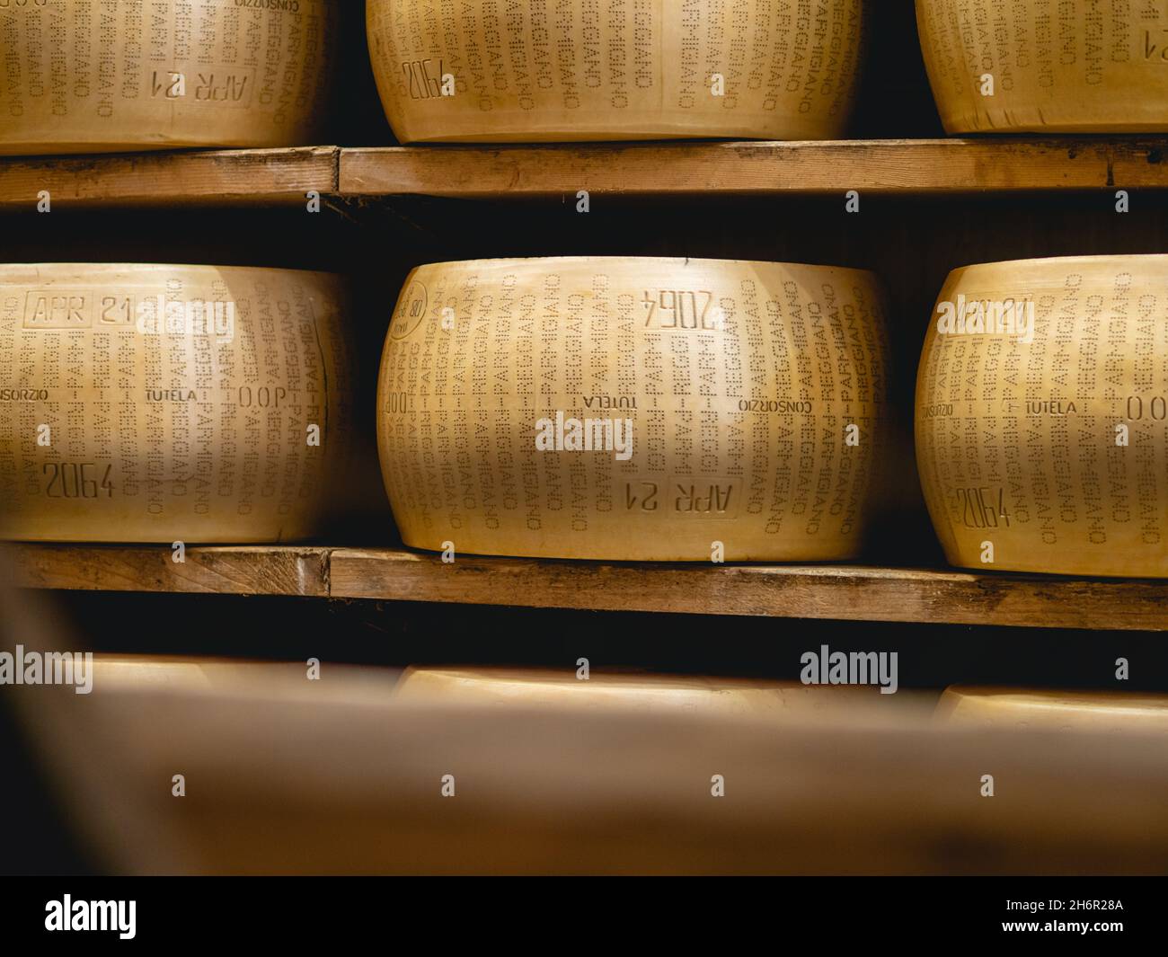 parmesan Parmigiano Reggiano cheese wheel maturing in the diary farm ...