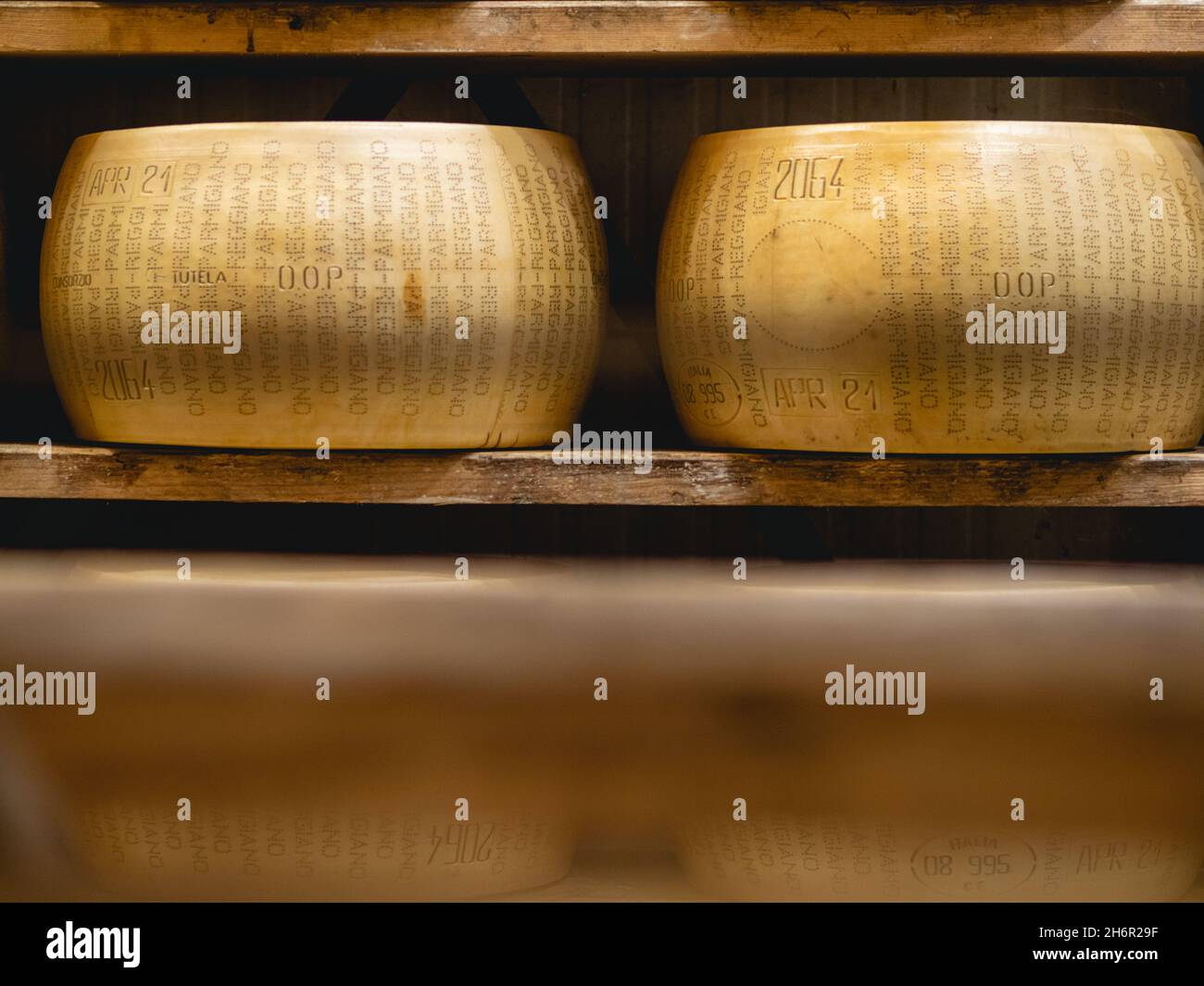 parmesan Parmigiano Reggiano cheese wheel maturing in the diary farm ...