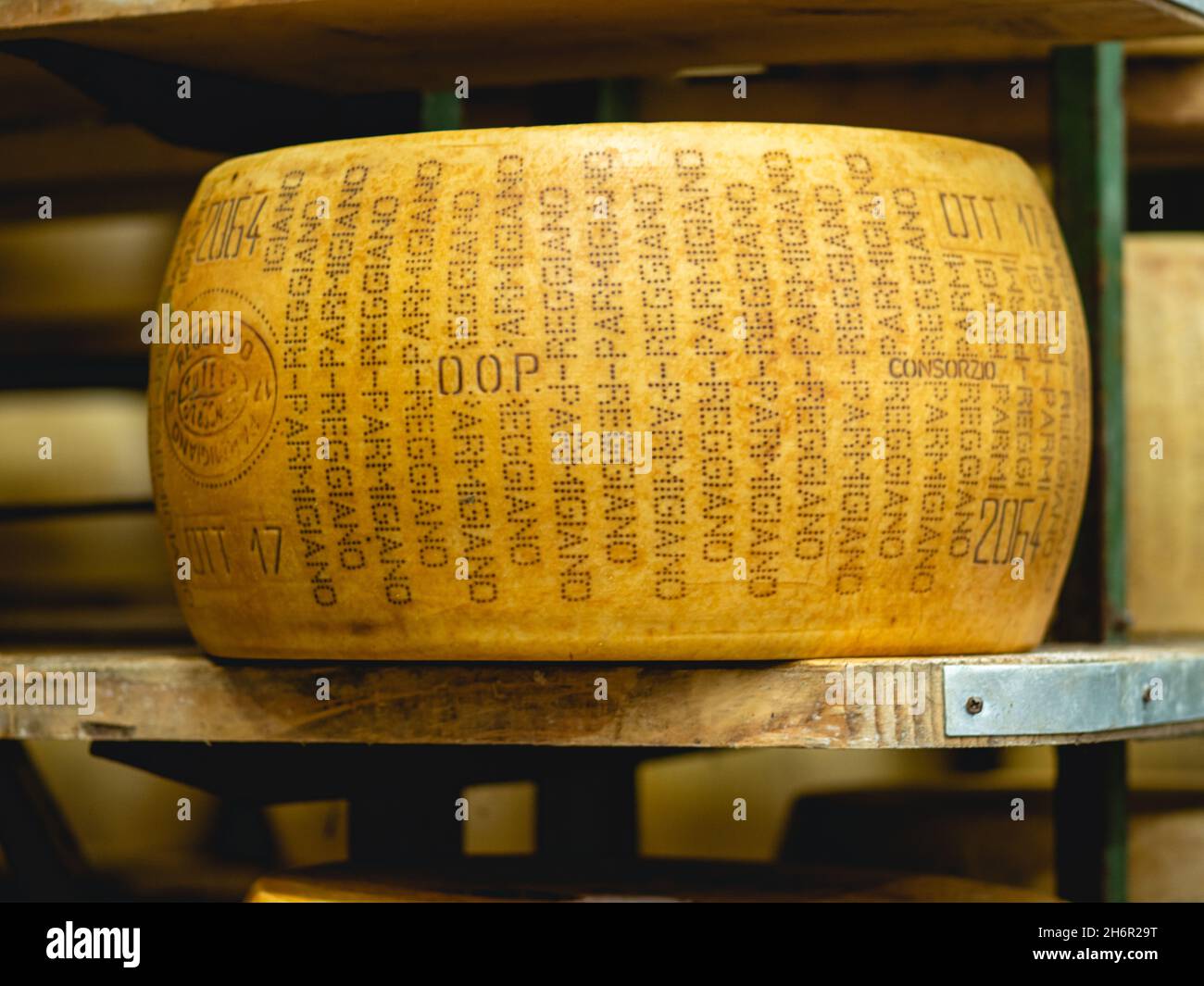 parmesan Parmigiano Reggiano cheese wheel maturing in the diary farm ...