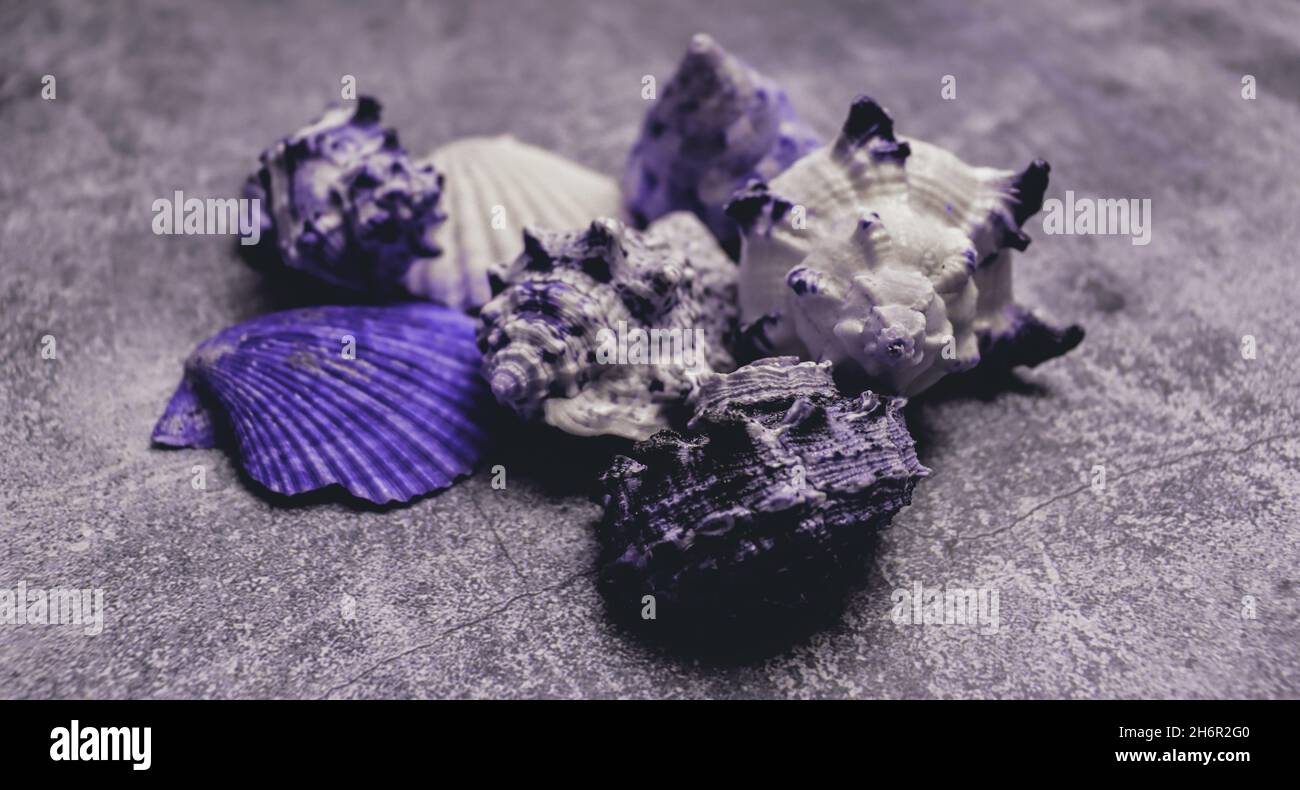 Old weathered conch shell background. Tropical sea conch wallpaper ...