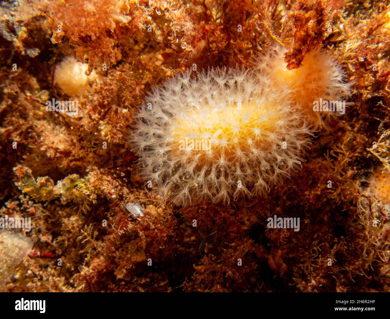 A closeup picture of a feeding soft coral dead man's fingers or ...