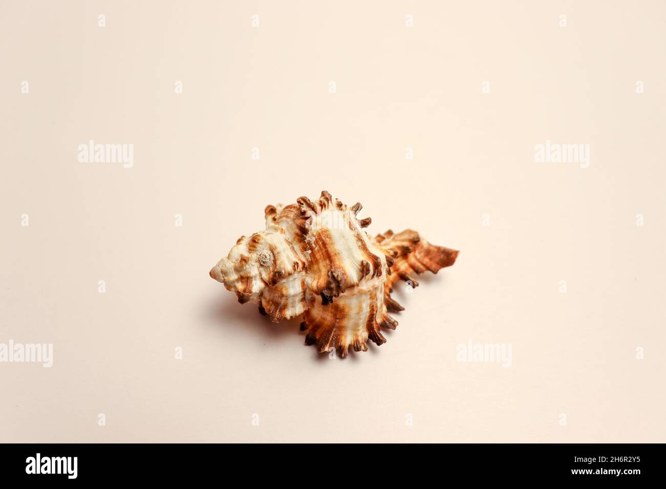 Old weathered conch shell background. Tropical sea conch wallpaper ...