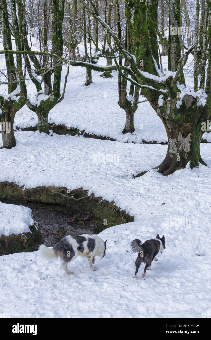 Hunting dogs tree hi-res stock photography and images - Alamy
