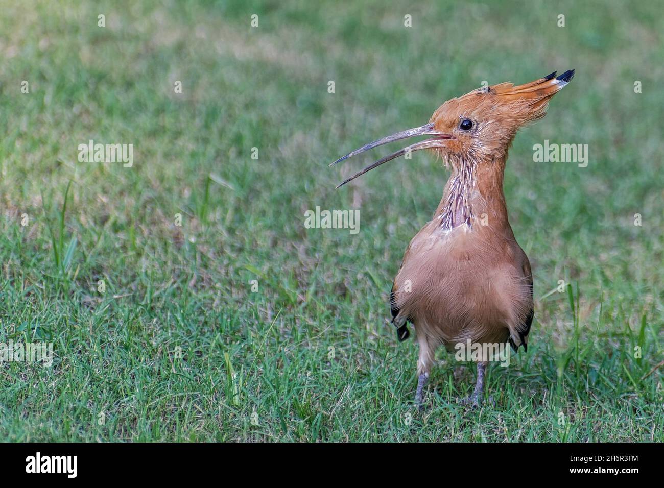 Beautiful Eurasian Hoopoe with a crown ?in Gurugram, India Stock Photo ...