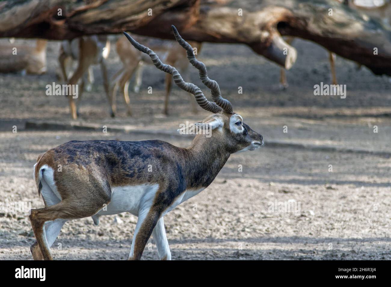 Antelope with big horns in National Zoological Park in New Delhi, India ...