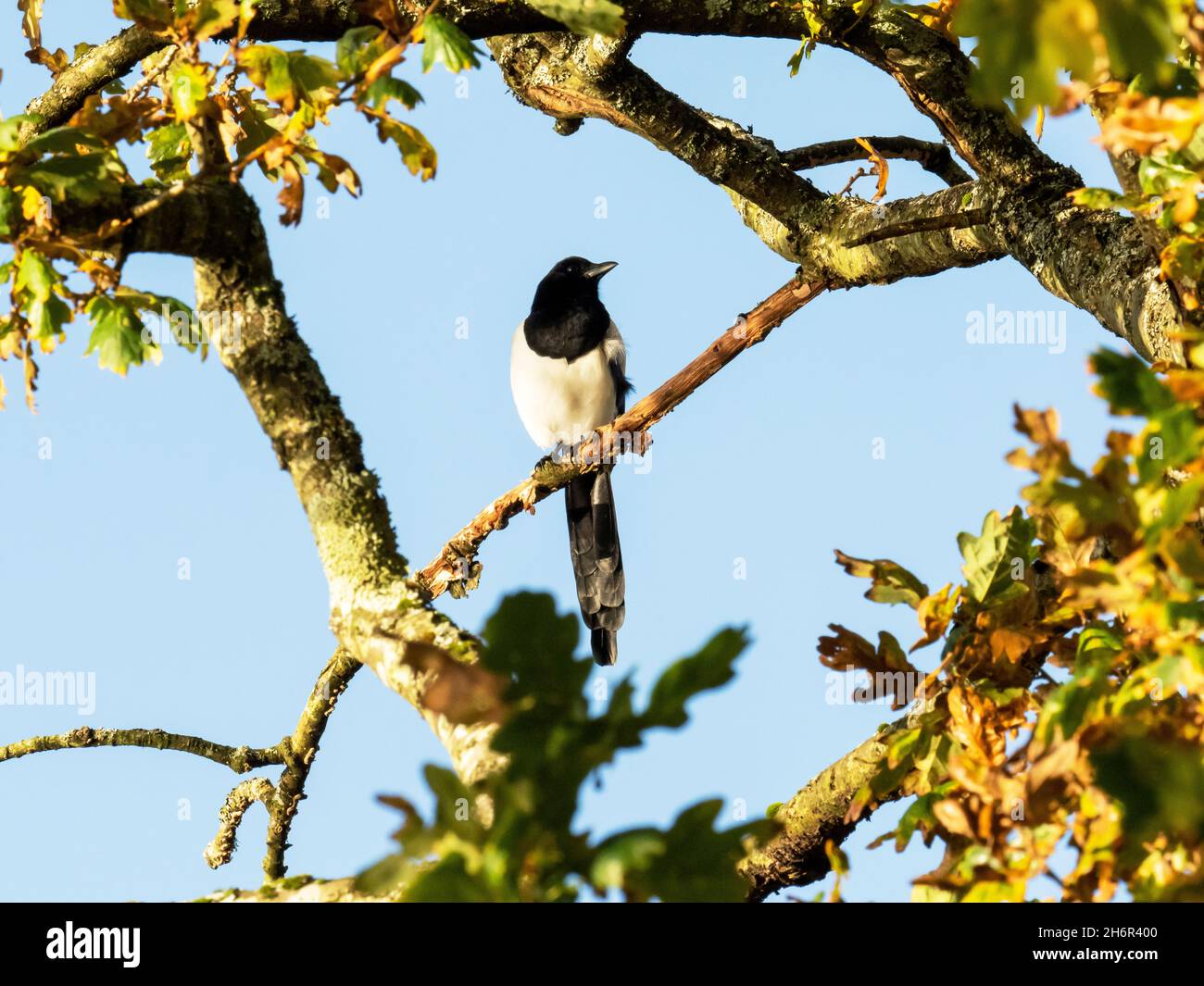 A Magpie, Pica pica in an Oak tree in Ambleside, Lake District, UK ...
