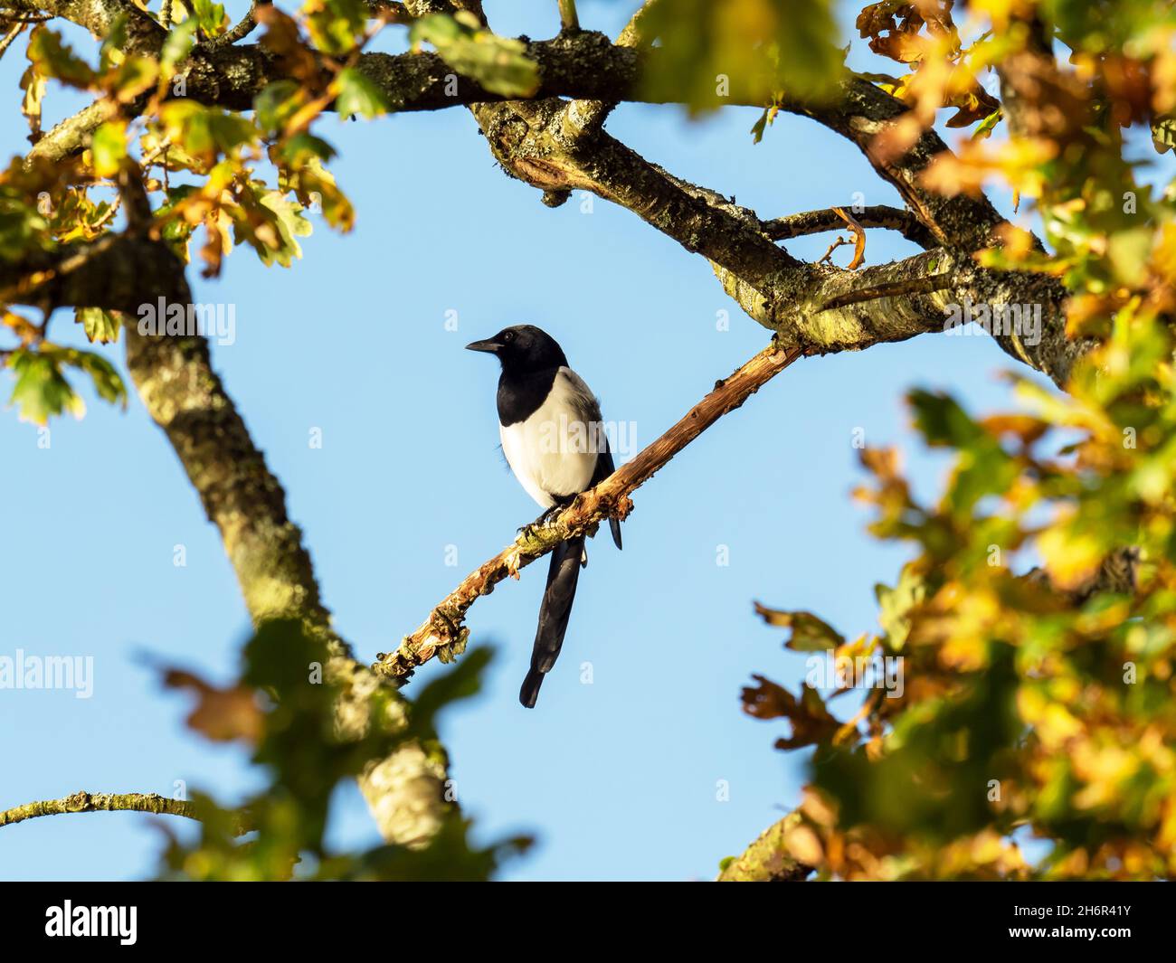 A Magpie, Pica pica in an Oak tree in Ambleside, Lake District, UK ...
