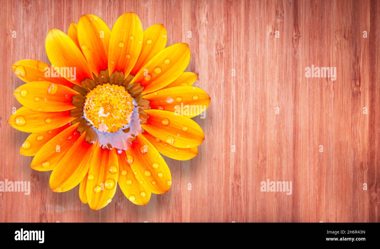 Top view of a daisy flower with water drops on a wooden ground Stock ...