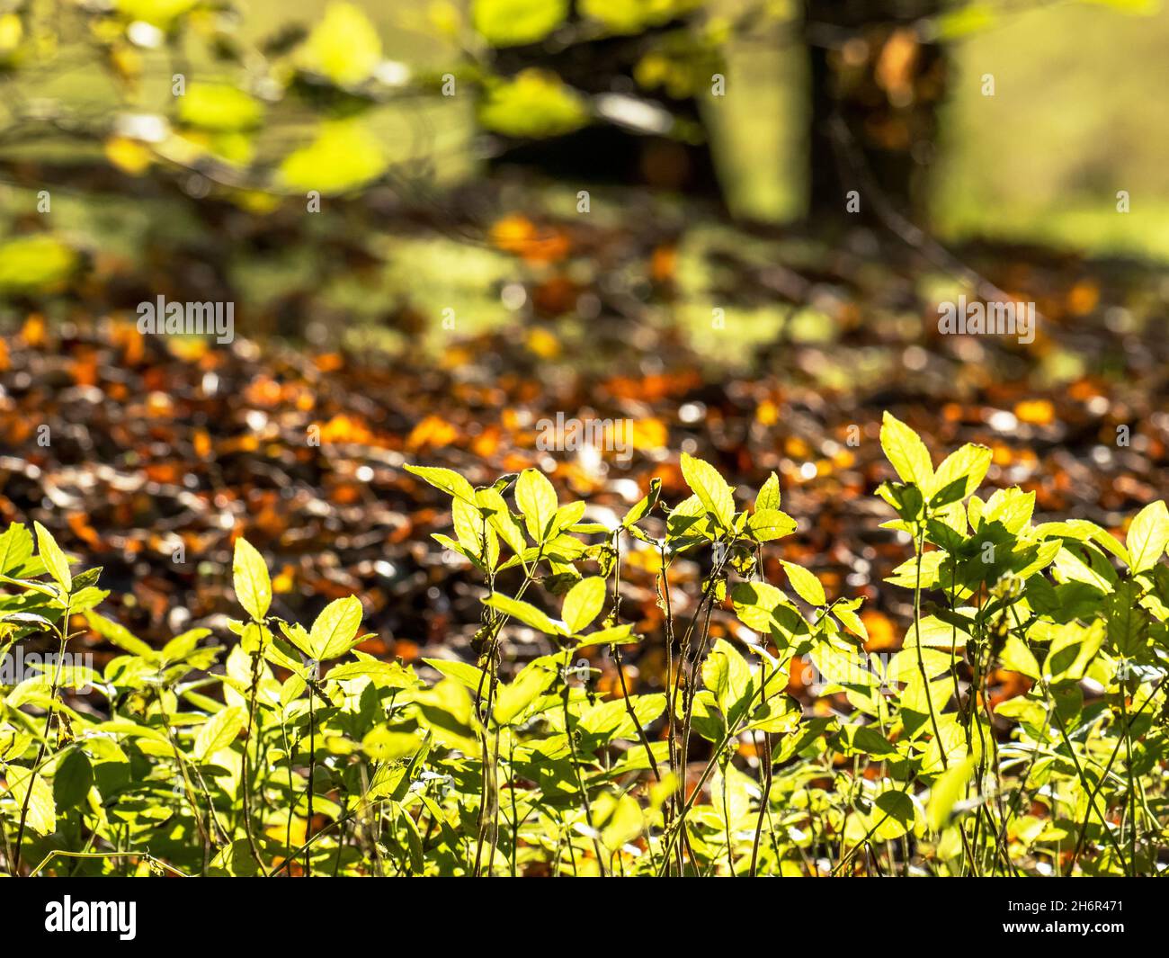 Autumn colours of leaves and woodland plants backlit by the sun in ...