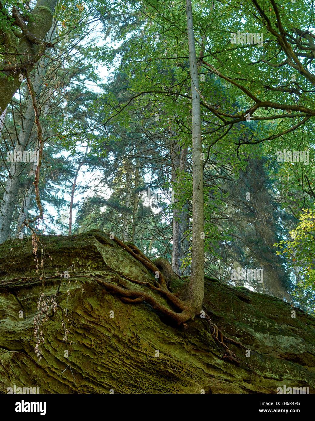 Vertical shot of a huge rock in the forest in Luxembourg Stock Photo ...