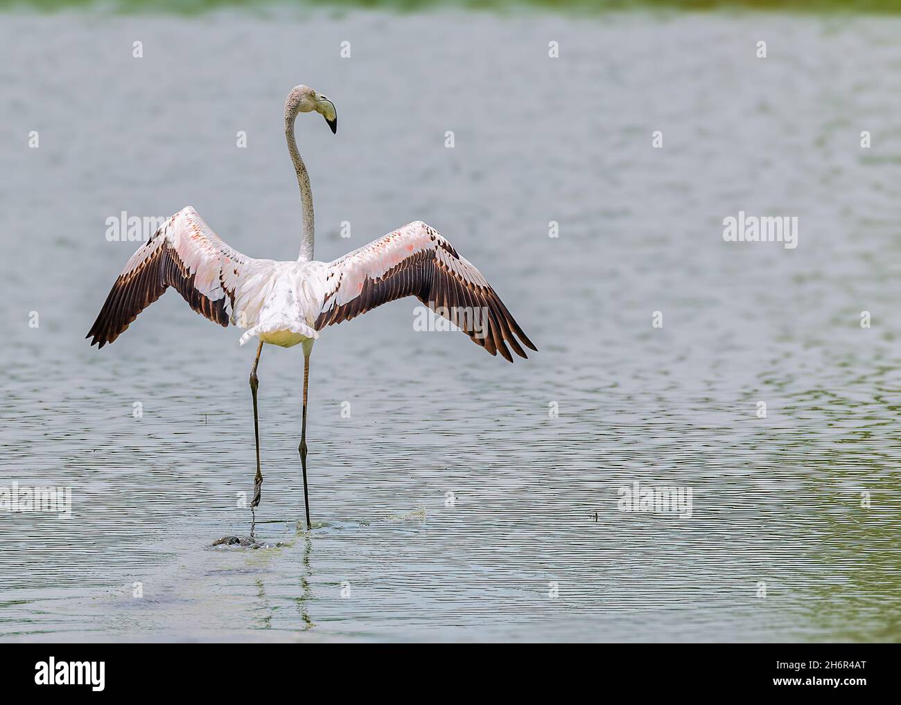 Flamingo take off hi-res stock photography and images - Alamy
