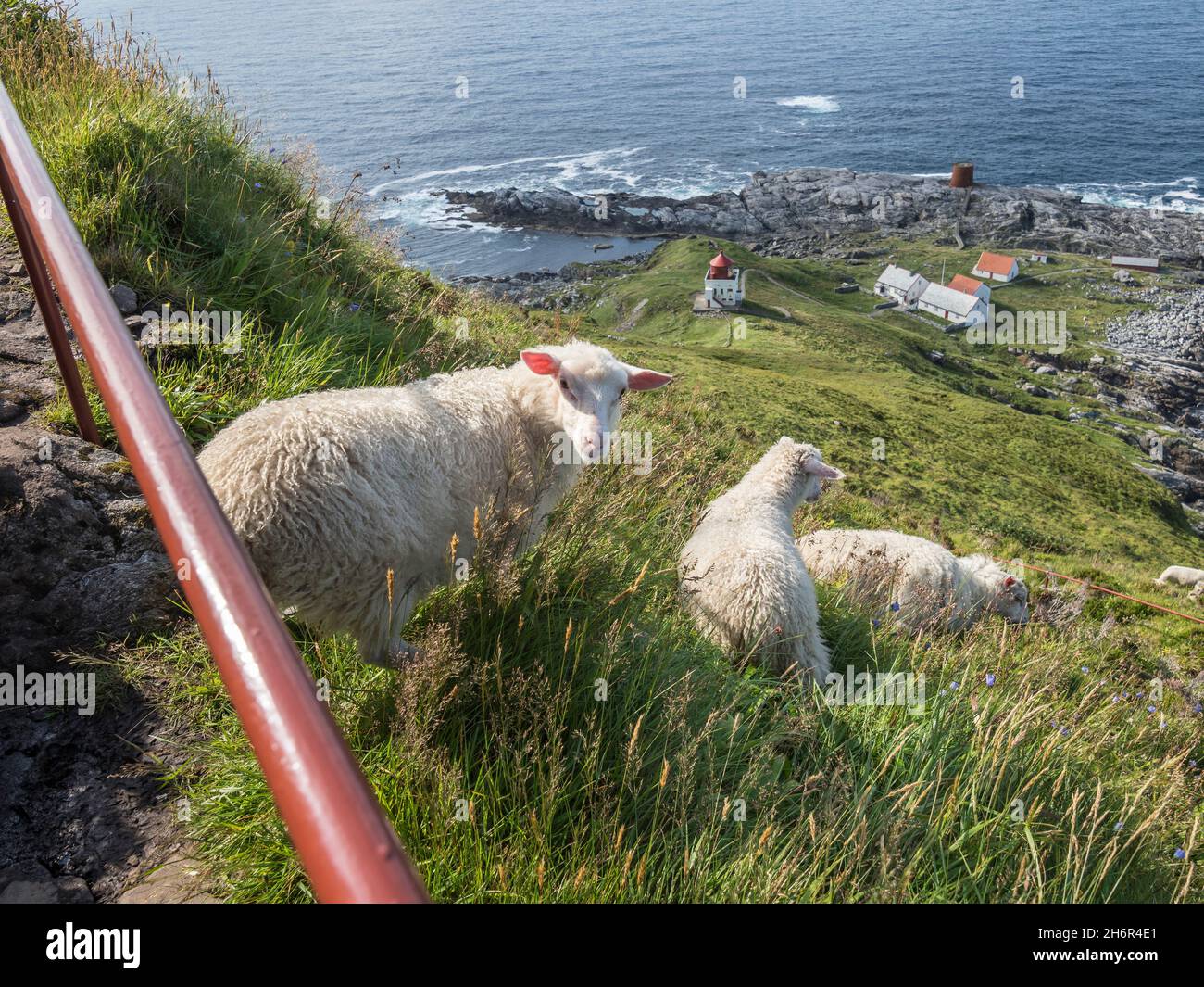 Lighthouse at the coast of island Runde, path to the lighthouse, sheep ...