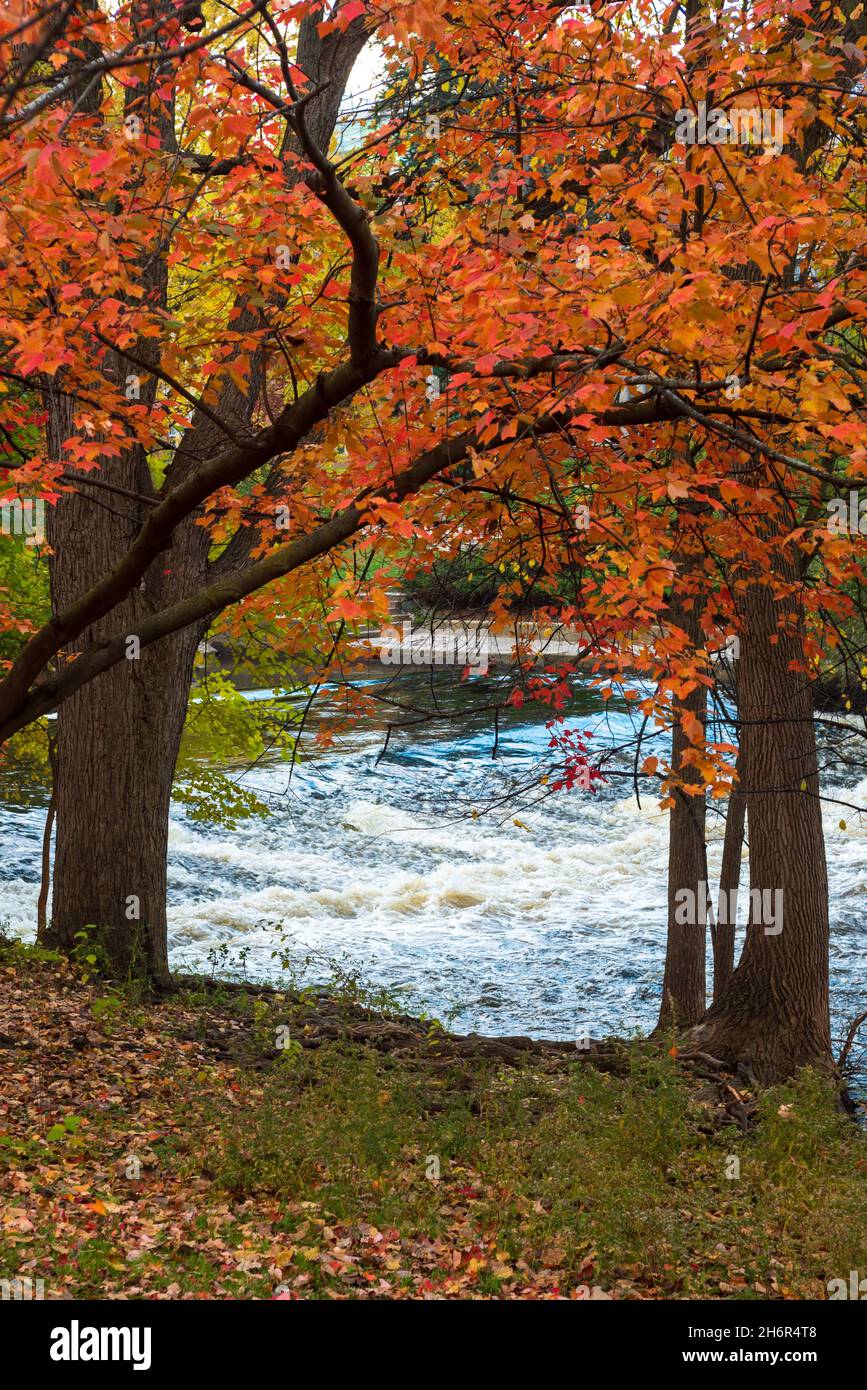 Flowing river surrounded by colorful red Fall foliage on College Campus ...