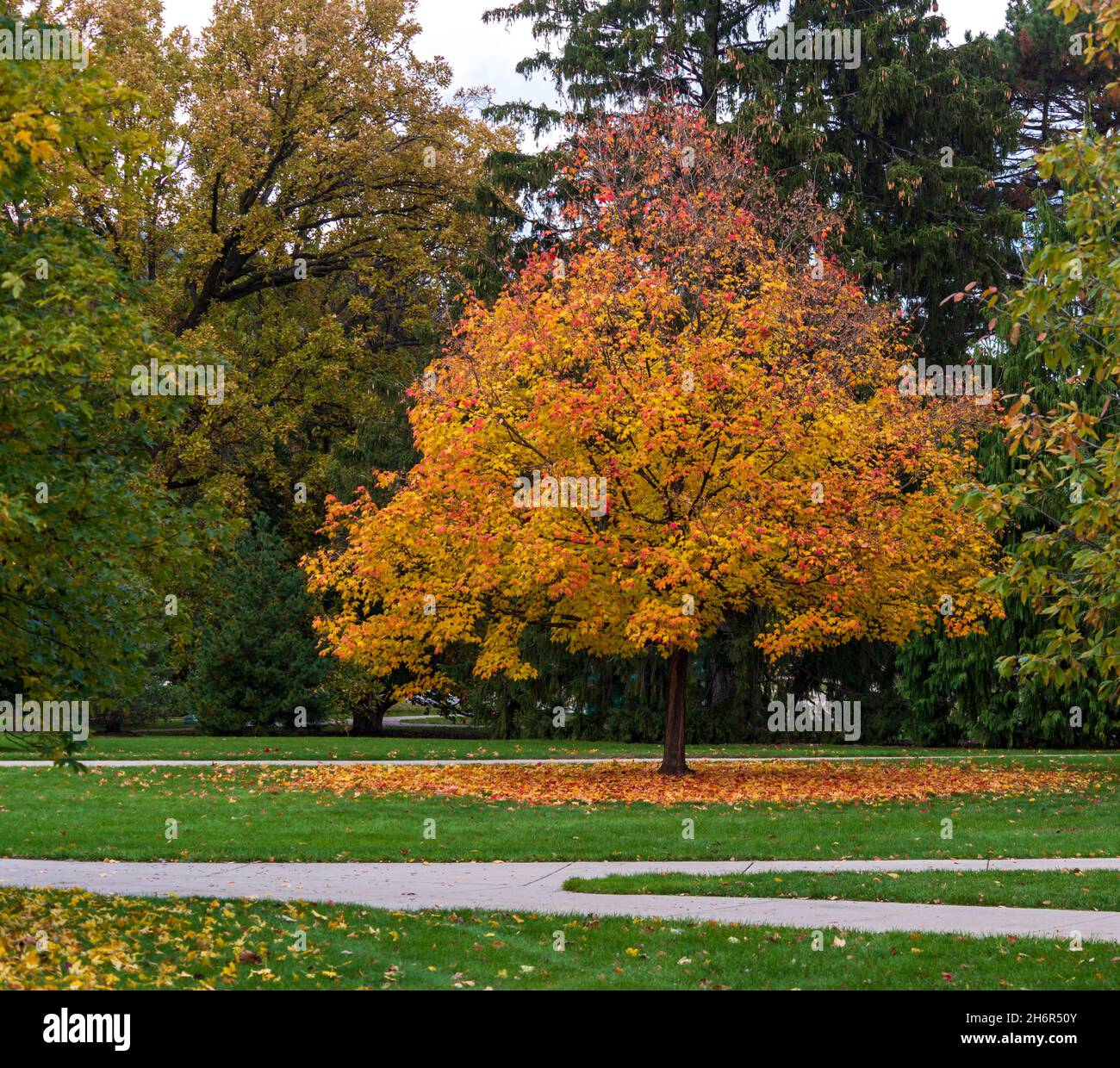 Colorful yellow Fall foliage on College Campus Stock Photo - Alamy