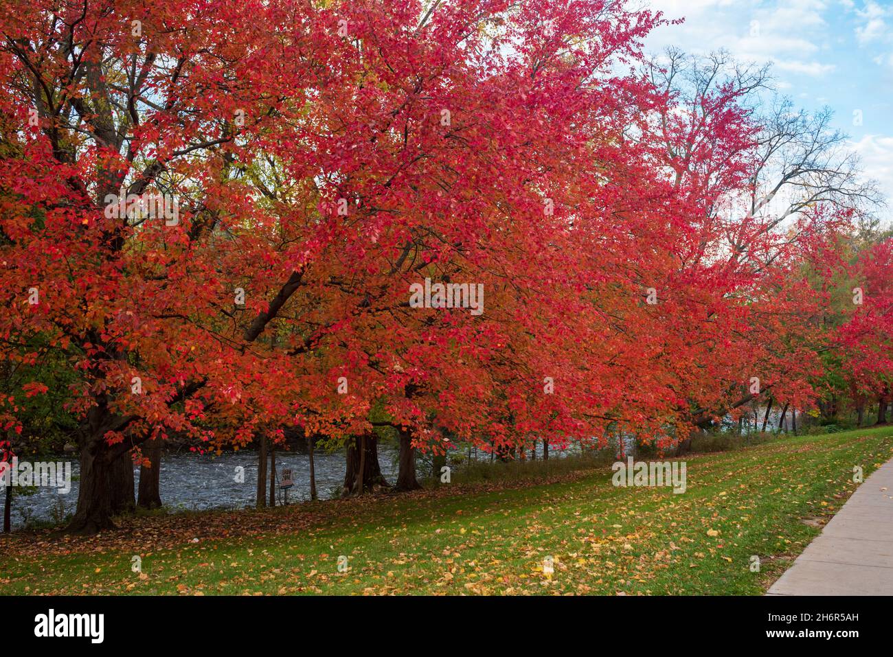 Colorful red Fall foliage on College Campus Stock Photo - Alamy
