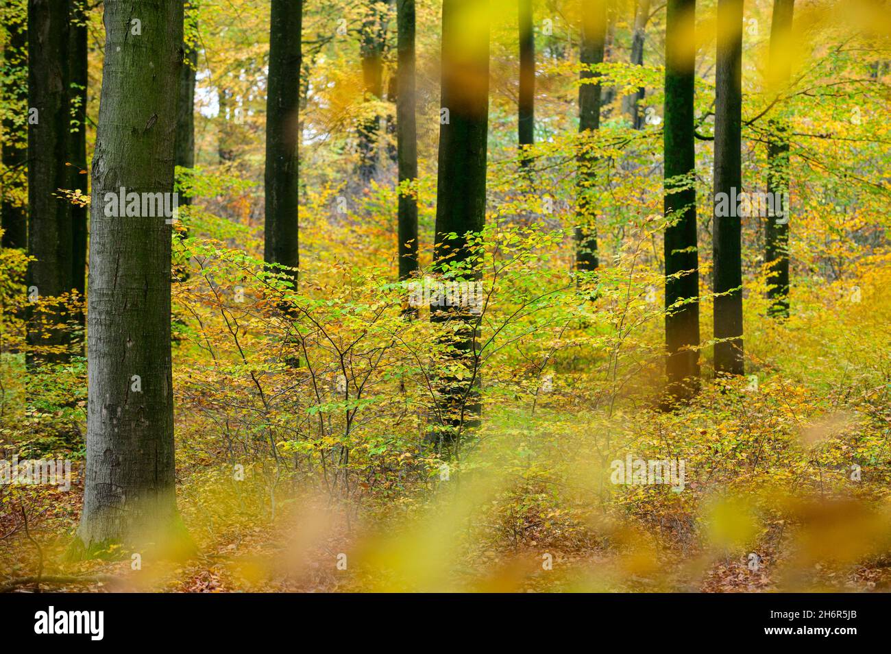 Trees with fall colours hi-res stock photography and images - Alamy