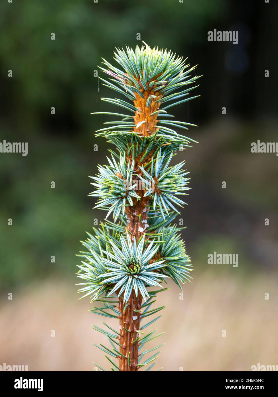 Pine sapling hi-res stock photography and images - Alamy