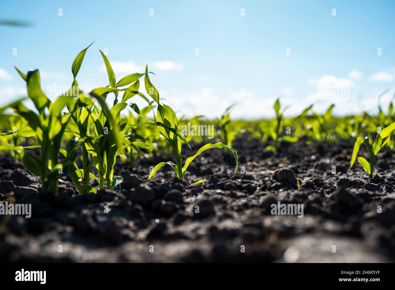 Fresh green sprouts of maize in spring on the field, soft focus ...