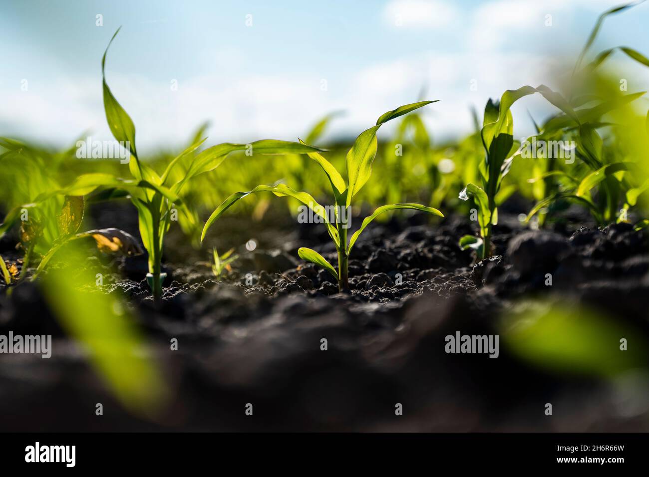 Close up seeding maize plant, Green young corn maize plants growing ...
