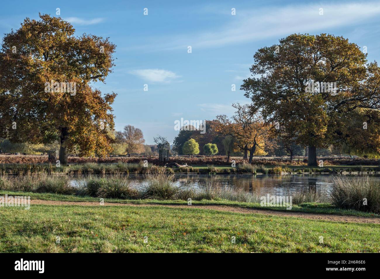 November autumn rich colours early morning at Bushy Park in Surrey ...