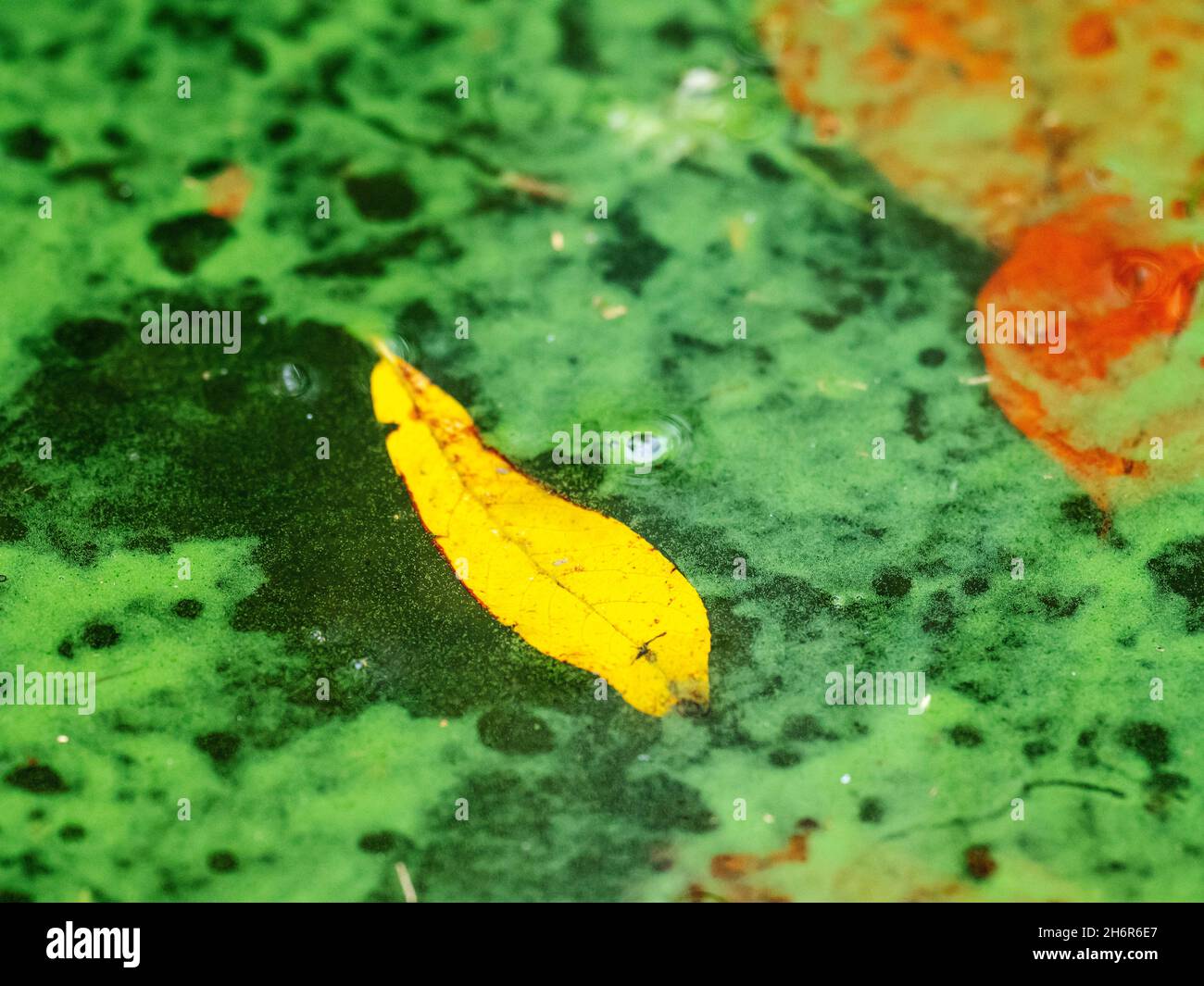 Blue Green Algae on Lake Windermere in Mid November. This algal bloom ...