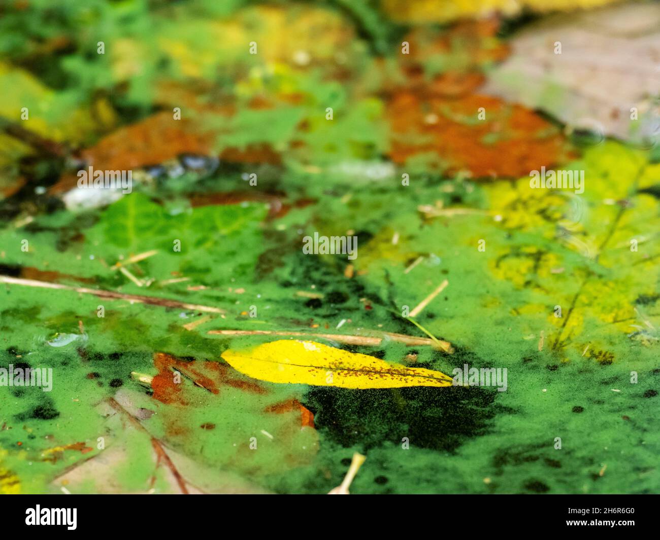 Blue Green Algae on Lake Windermere in Mid November. This algal bloom ...