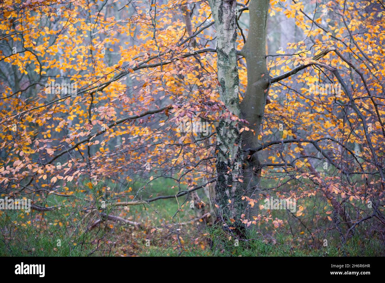 Colourful beech trees people autumn hi-res stock photography and images ...