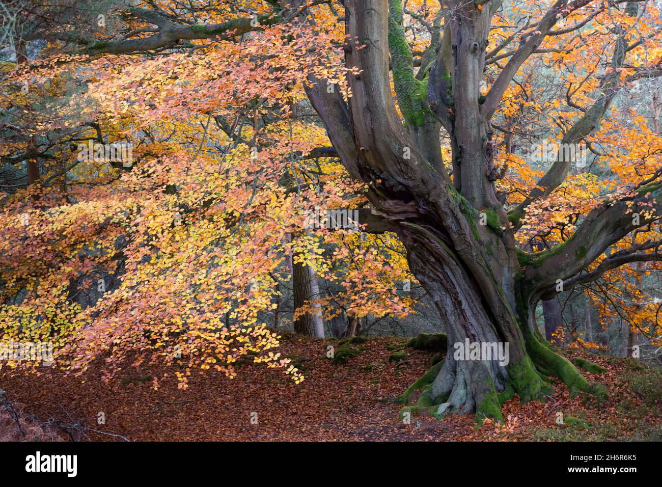 Majestic mature beech tree with a canopy of bronze and golden leaves in ...