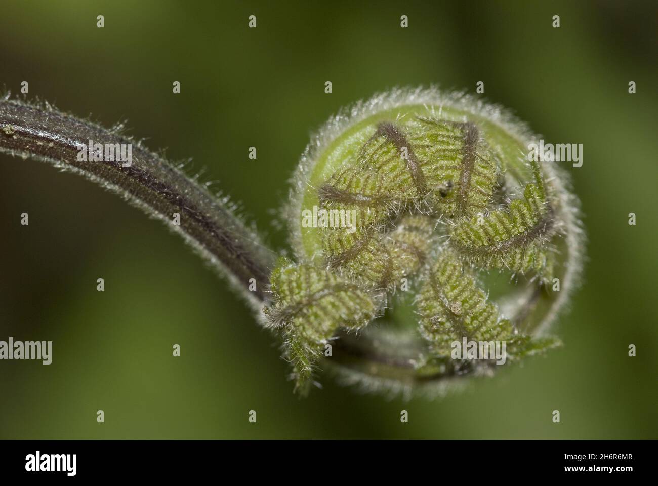 A young fern leaf about to open up. Fern is a vascular plant that ...