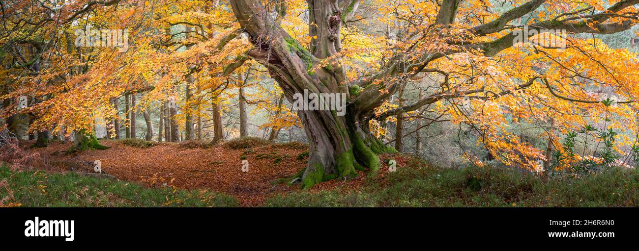 Majestic mature beech tree with a canopy of bronze and golden leaves in ...