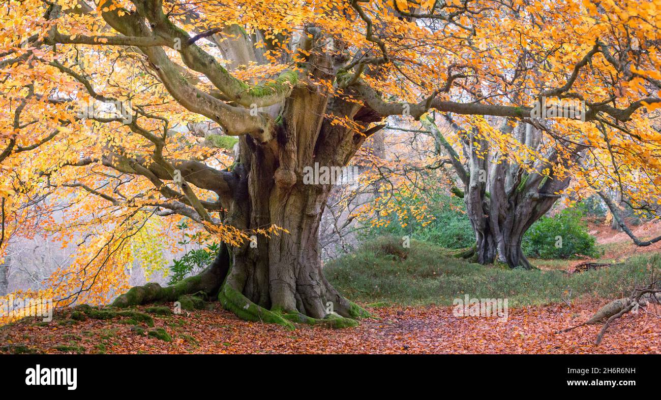 Majestic mature beech tree with a canopy of bronze and golden leaves in ...