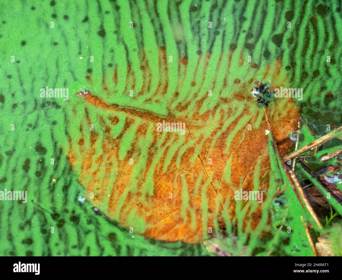 Blue Green Algae on Lake Windermere in Mid November. This algal bloom ...