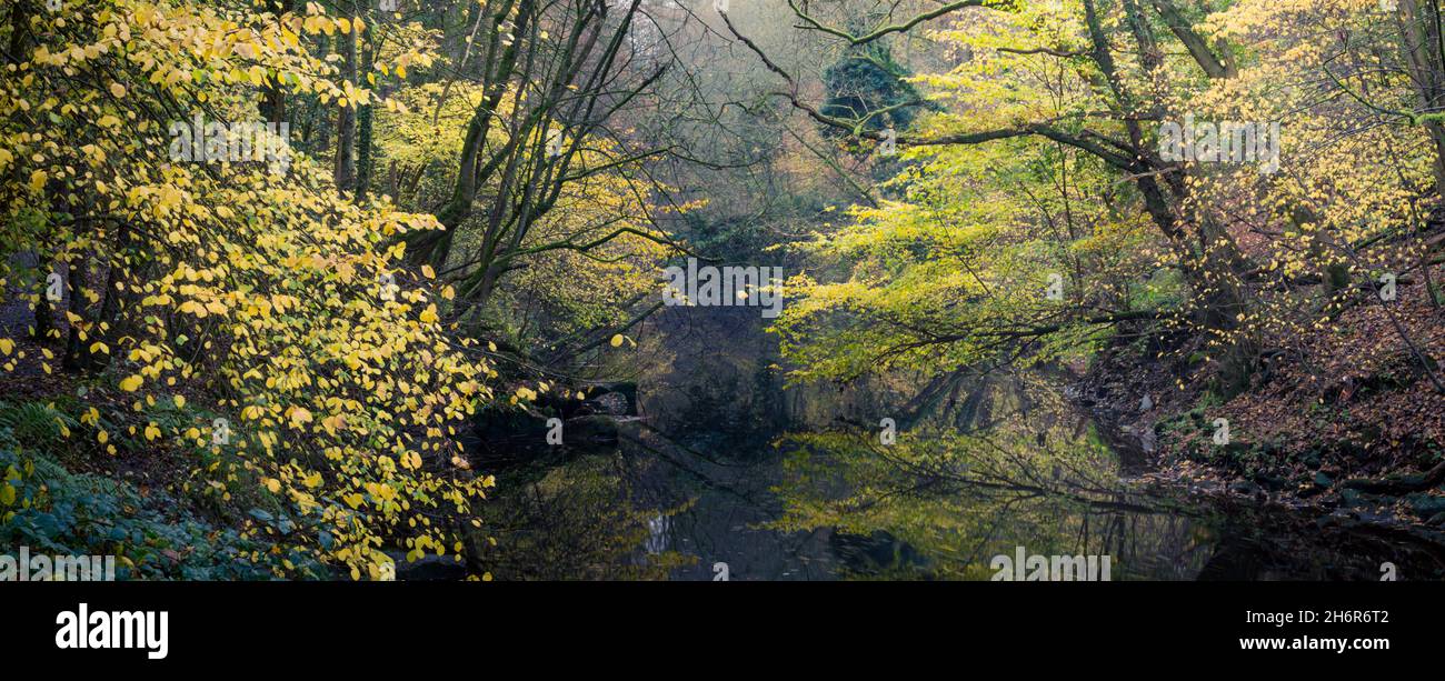 River and overhanging trees with golden leaves on an Autumn day Stock ...